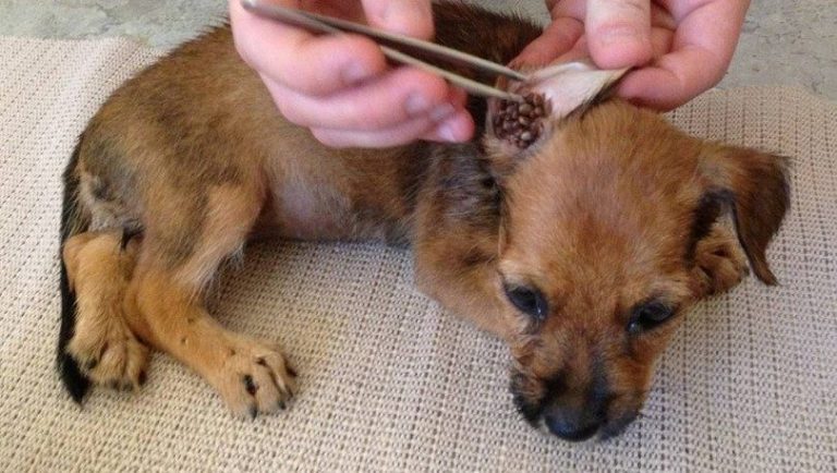 ¿cuáles Son Los Síntomas De Las Garrapatas En Los Perros Plagaswiki